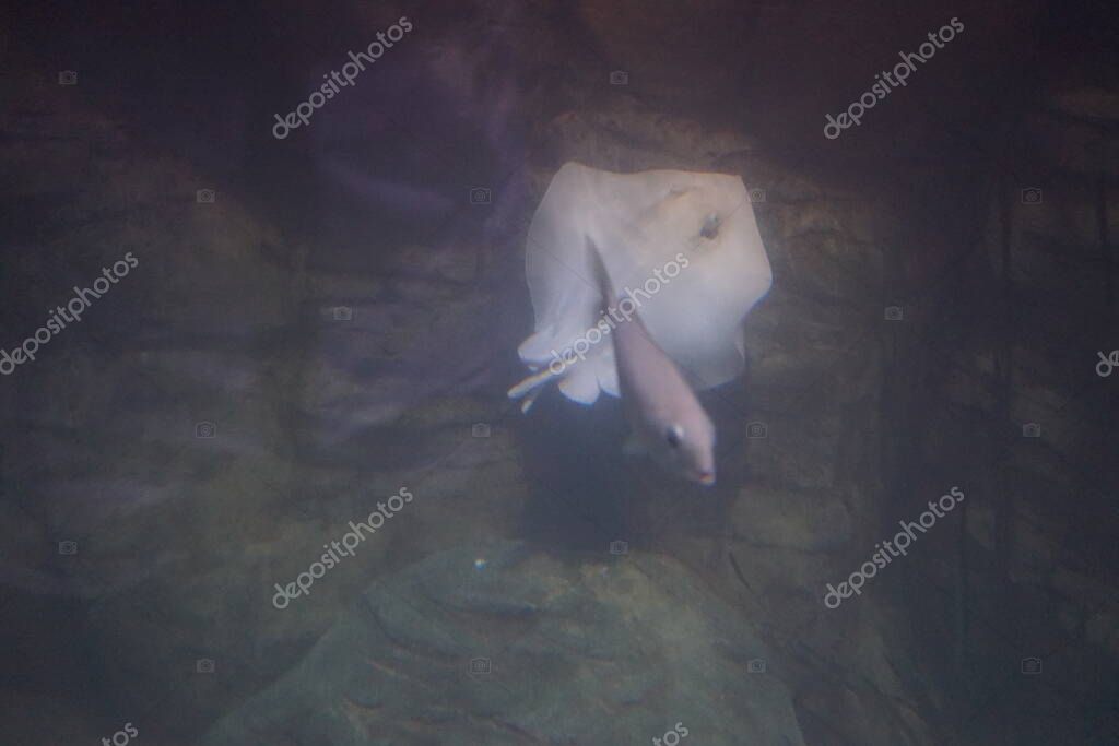 Batoidea en el agua. Los rayos Batoidea se distinguen por sus cuerpos ...