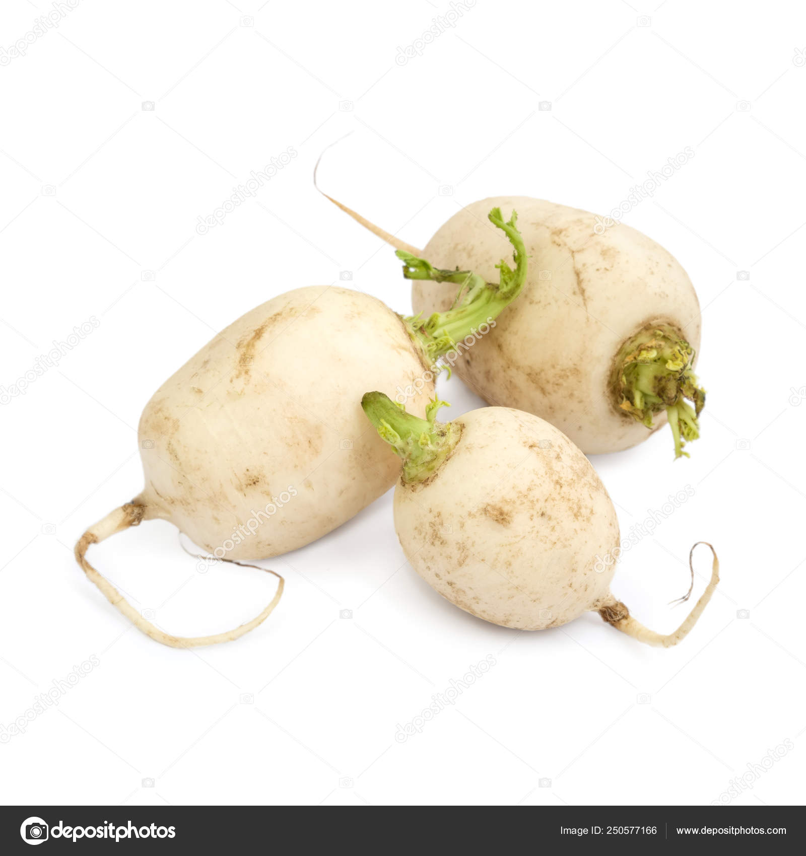 Nabo blanco aislado: fotografía de stock © webarma.jo #250577166 ...