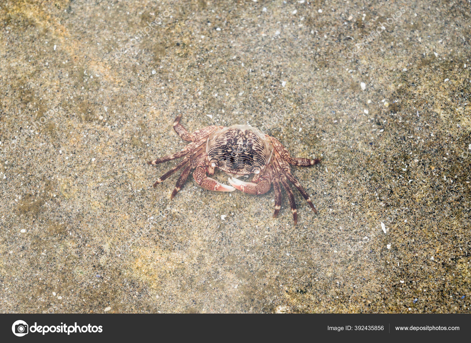 Pacific Ocean crab in a shallow waters of the shore — Stock Photo ...