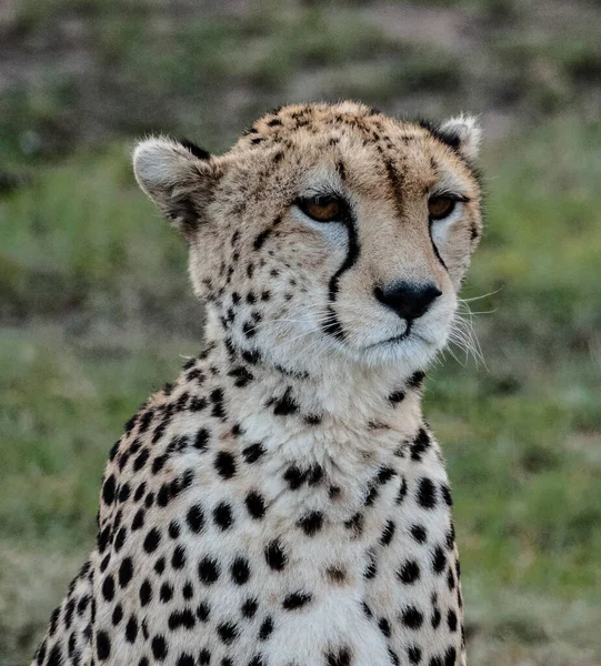 Manchas en el pecho fotos de stock, imágenes de Manchas en el pecho sin ...