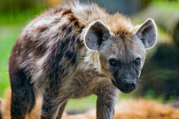 African Black Spotted Hyena — Stock Photo © storyteller2k20 #413342716