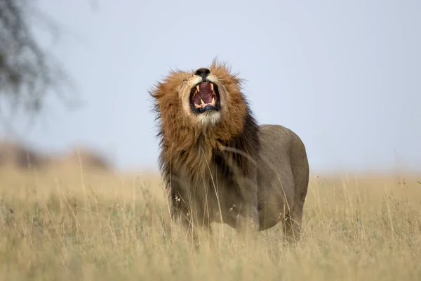 Lion roaring Stock Photos, Royalty Free Lion roaring Images | Depositphotos