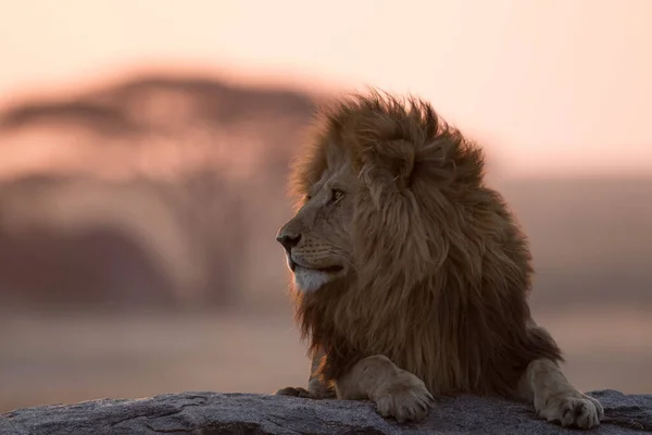 El rey león Stock Photos, Royalty Free El rey león Images | Depositphotos