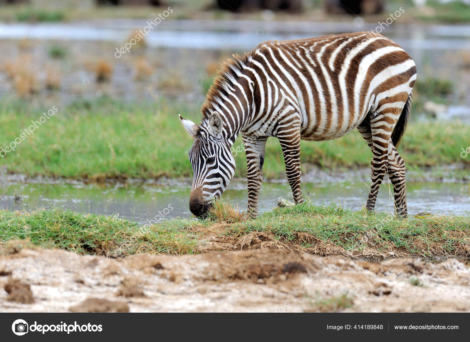 Side View Zebra Standing Grassland Tanzania Stock Photo by ...