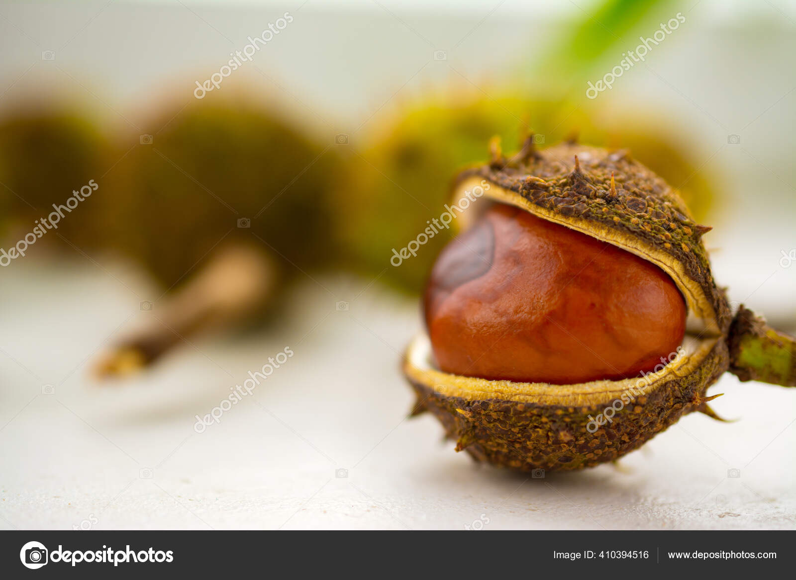 Chestnut Fruit Skin Light Background Close View Top Prickly Skin Stock ...