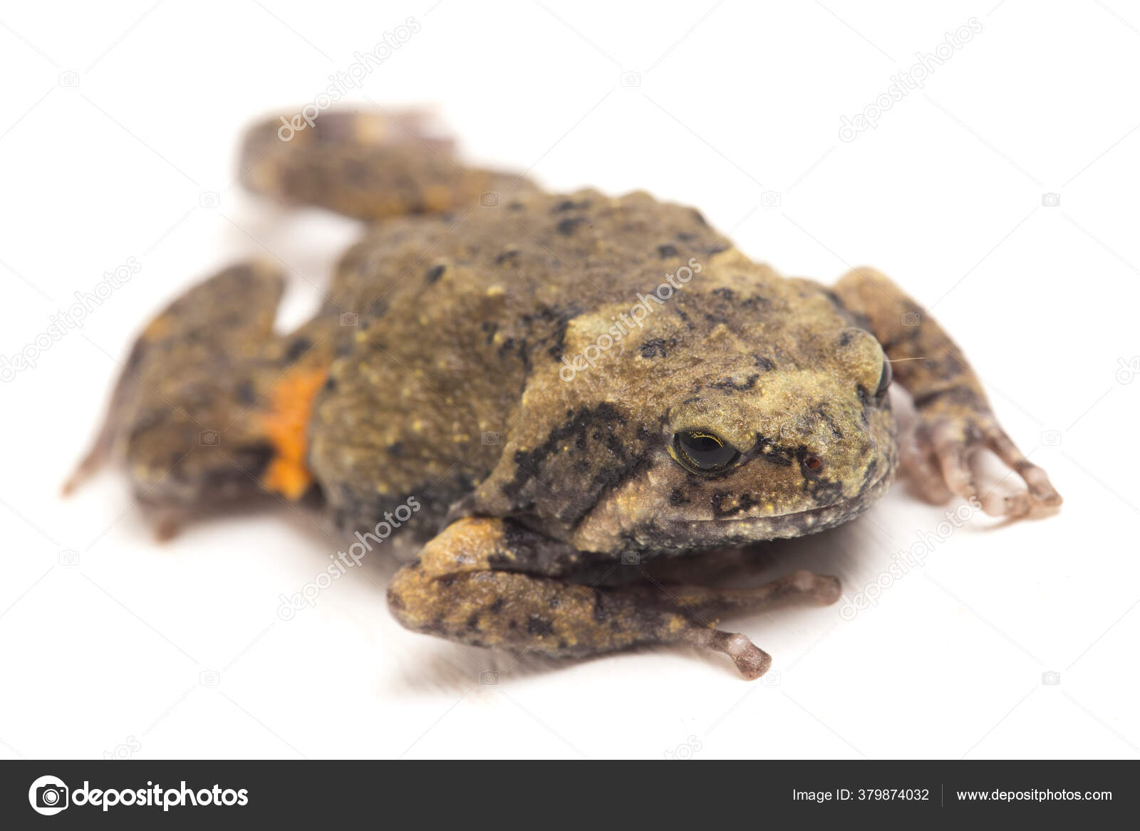 Banded Bullfrog Asian Narrowmouth Toads Also Know Chubby Bubble Frog ...