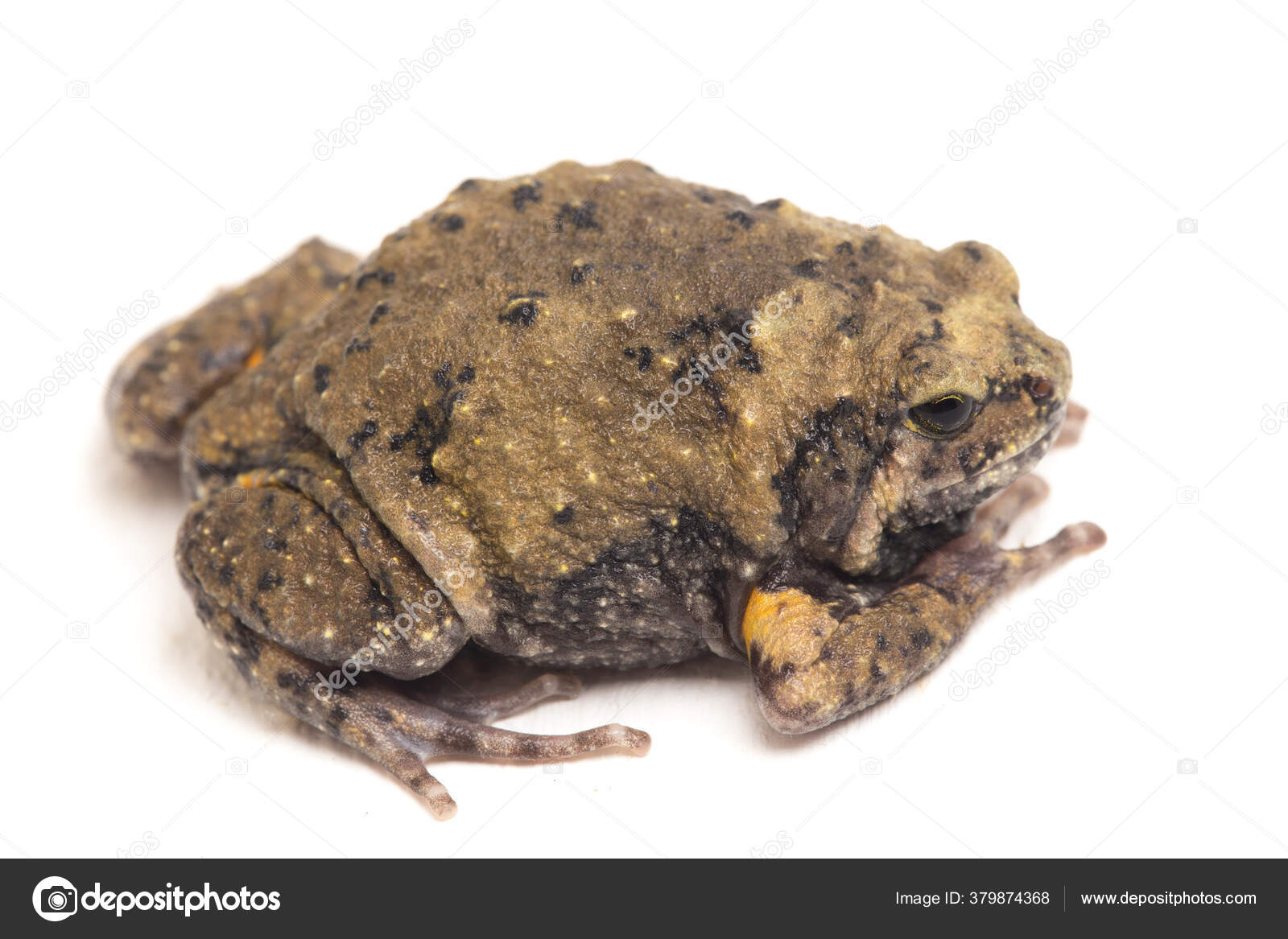Banded Bullfrog Asian Narrowmouth Toads Also Know Chubby Bubble Frog ...