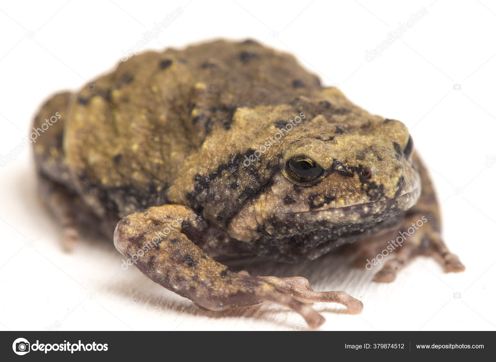 Banded Bullfrog Asian Narrowmouth Toads Also Know Chubby Bubble Frog ...