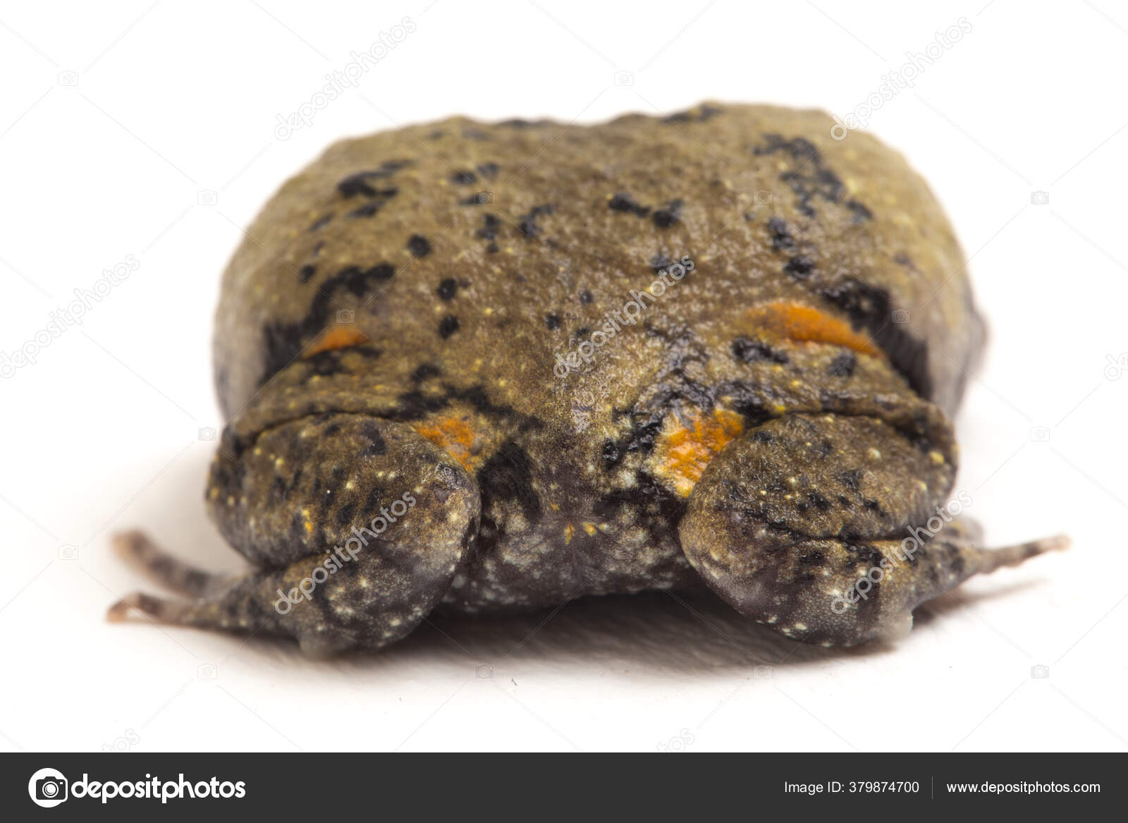 Banded Bullfrog Asian Narrowmouth Toads Also Know Chubby Bubble Frog ...