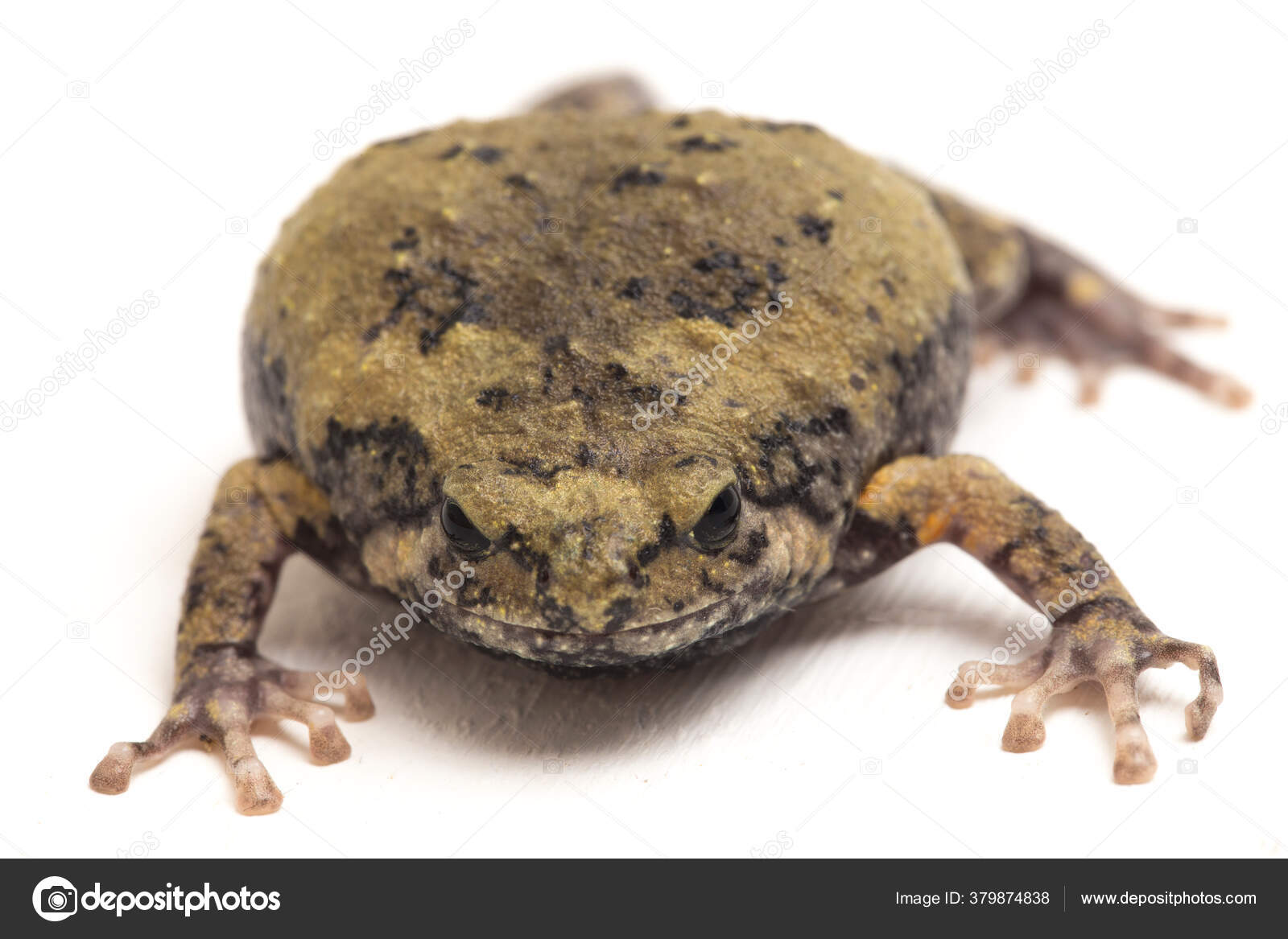 Banded Bullfrog Asian Narrowmouth Toads Also Know Chubby Bubble Frog ...