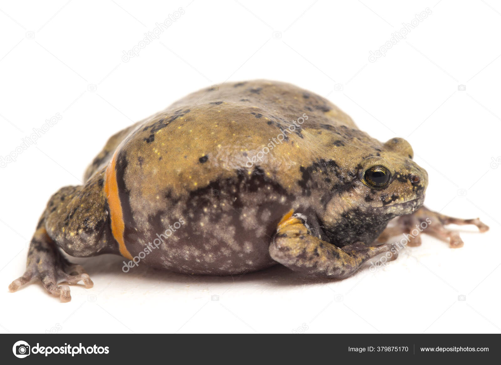 Banded Bullfrog Asian Narrowmouth Toads Also Know Chubby Bubble Frog ...