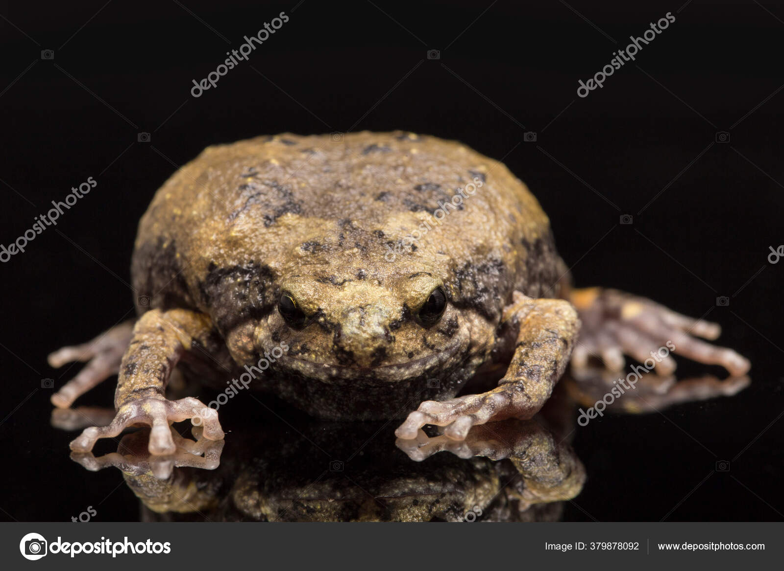 Banded Bullfrog Asian Narrowmouth Toads Also Know Chubby Bubble Frog ...
