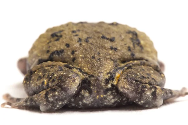 Frog top view Stock Photos, Royalty Free Frog top view Images ...