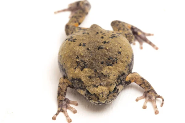 Banded Bullfrog Asian Narrowmouth Toads Also Know Chubby Bubble Frog ...