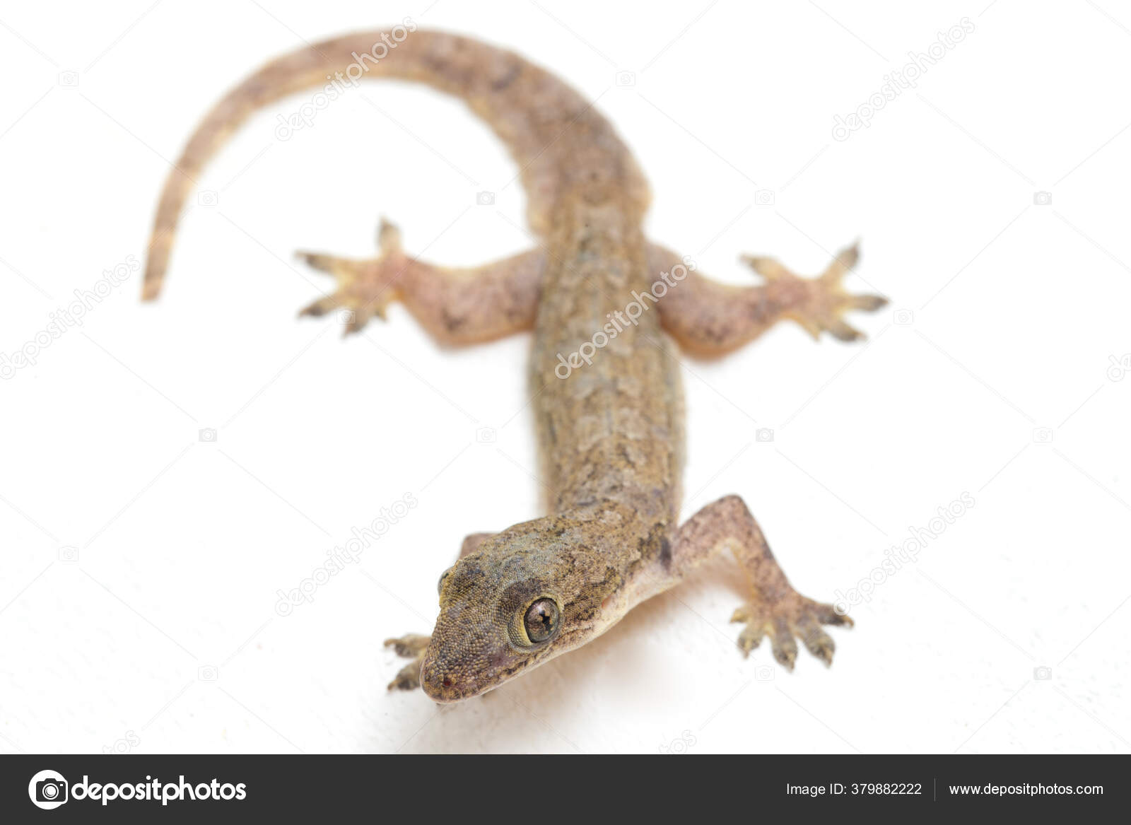 House Gecko In Vietnam