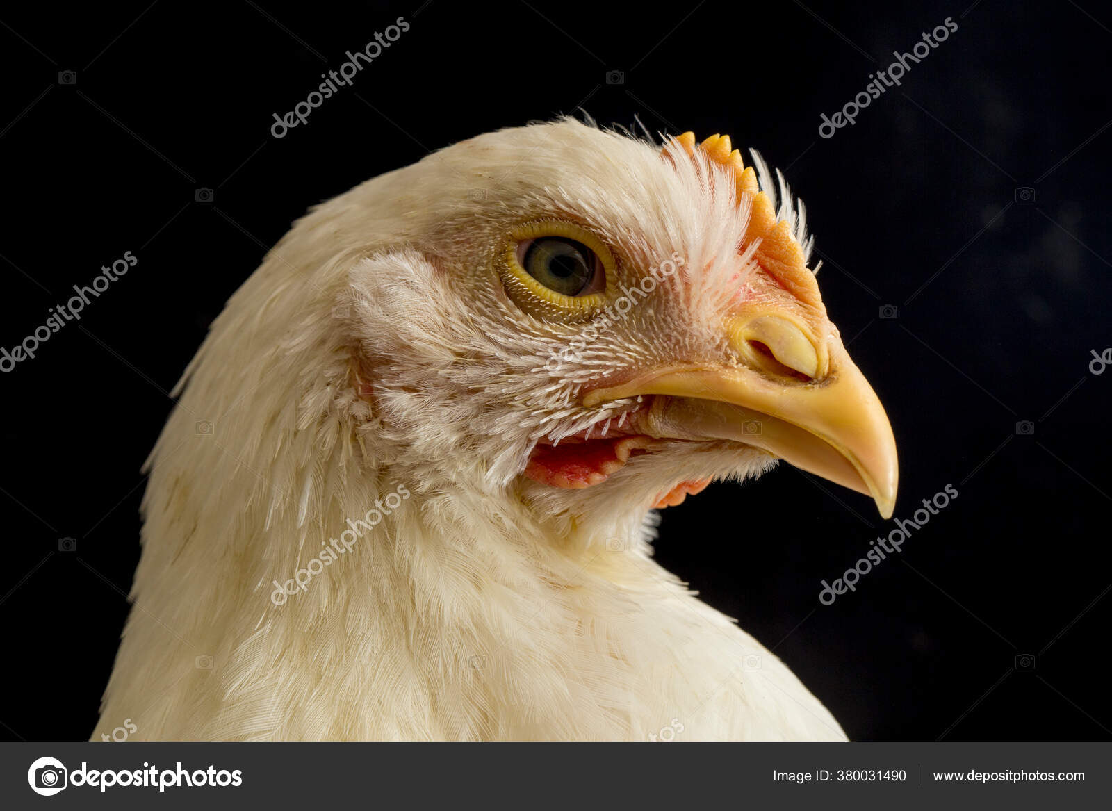 Chicken Broiler Poultry Chicken Coop Meat Isolated Black Background ...