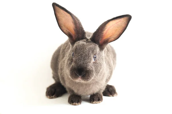 Grey Mini Rex Rabbits
