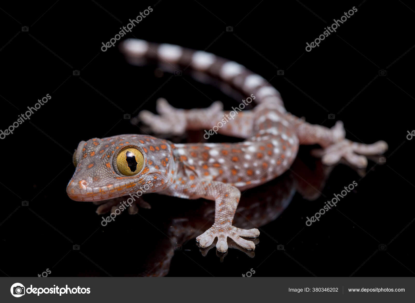 Tokay Gecko Gekko Gecko Isolated Black Background — Stock Photo ...