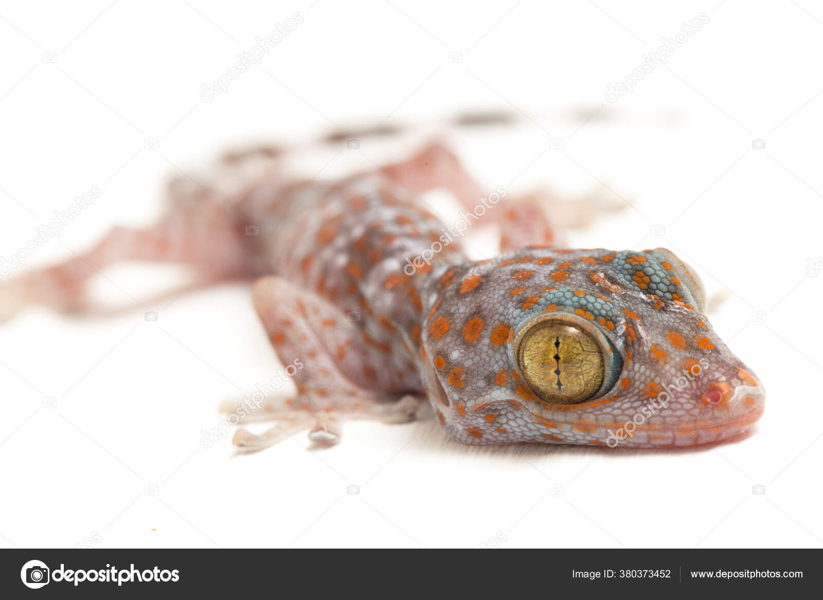Tokay Gecko Gekko Gecko Isolated White Background — Stock Photo ...