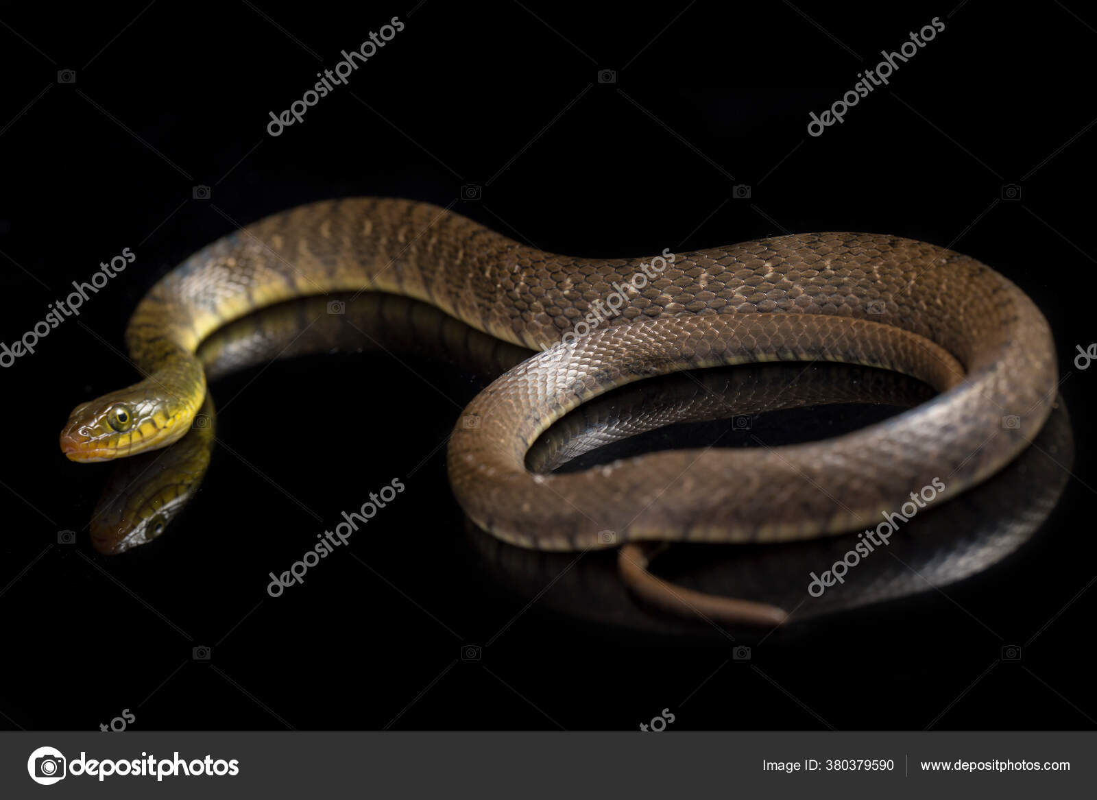 Water Snake Triangle Keelback Xenochrophis Trianguligerus Isolated ...