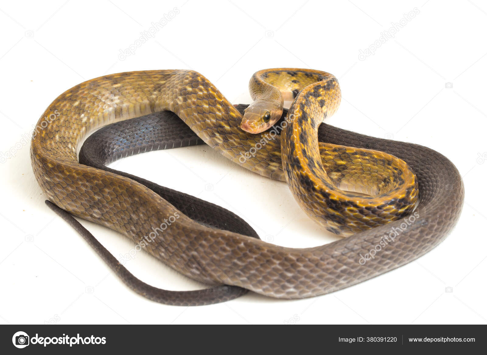 Coelognathus Flavolineatus Ular Tikus Tembaga Hitam Atau Ular Bergaris ...