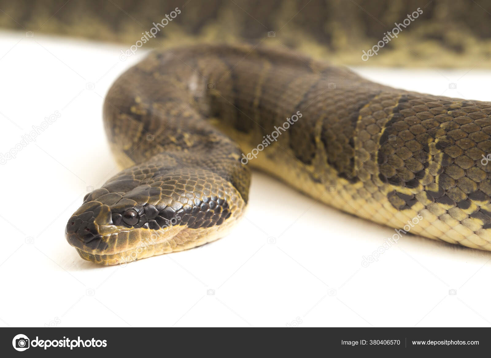 Common Puff Faced Water Snake Homalopsis Buccata Banded Water Snake ...
