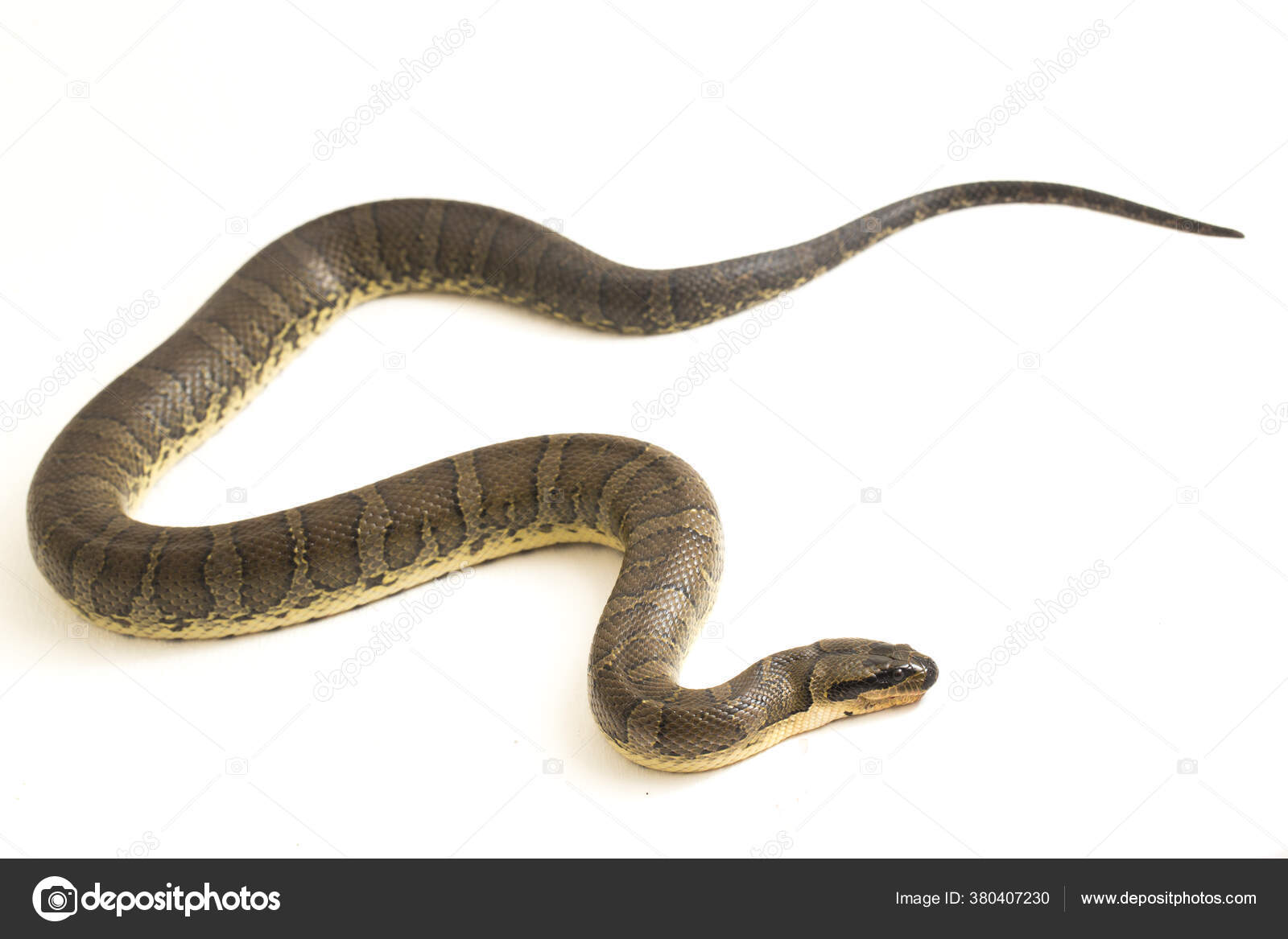 Common Puff Faced Water Snake Homalopsis Buccata Banded Water Snake ...