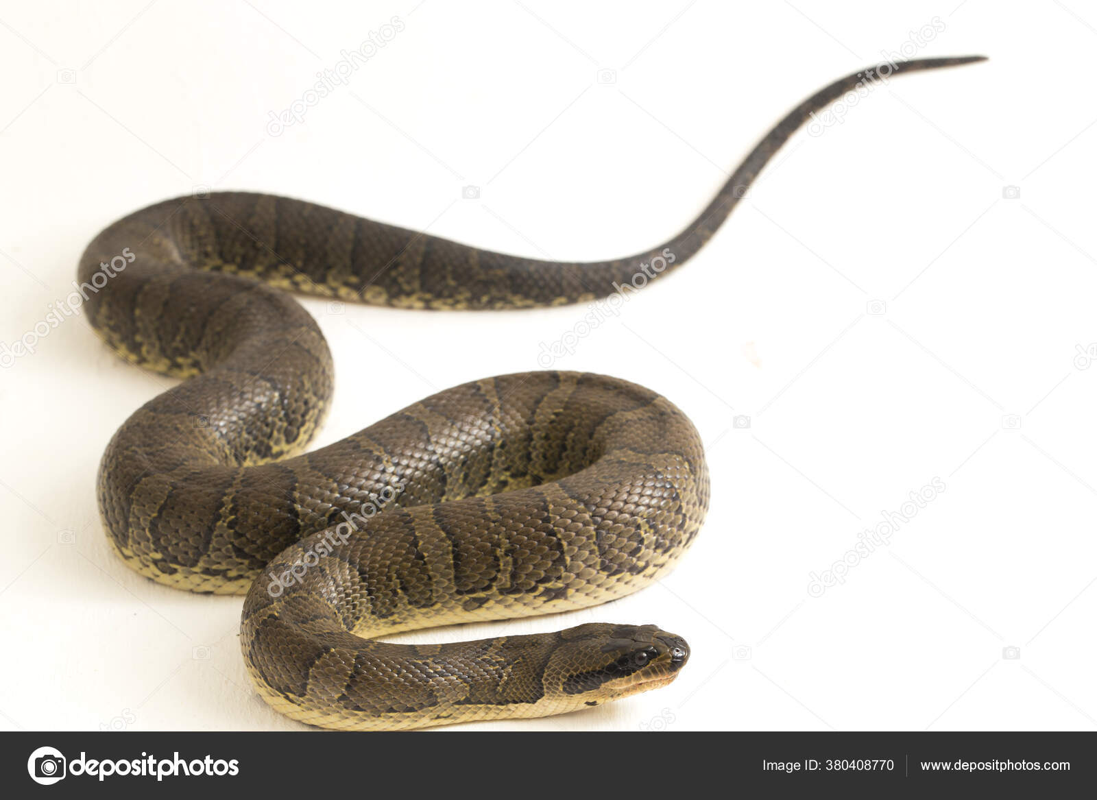 Common Puff Faced Water Snake Homalopsis Buccata Banded Water Snake ...