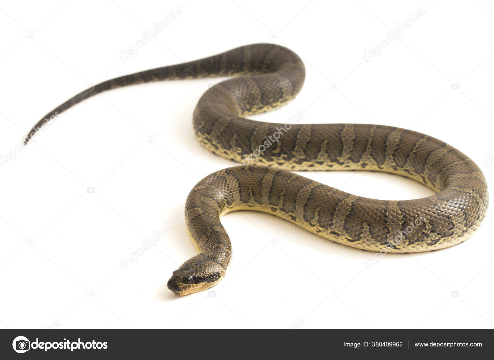 Common Puff Faced Water Snake Homalopsis Buccata Banded Water Snake ...