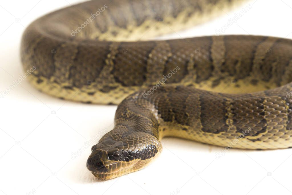Serpiente común de agua con cara de soplo (Homalopsis buccata ...
