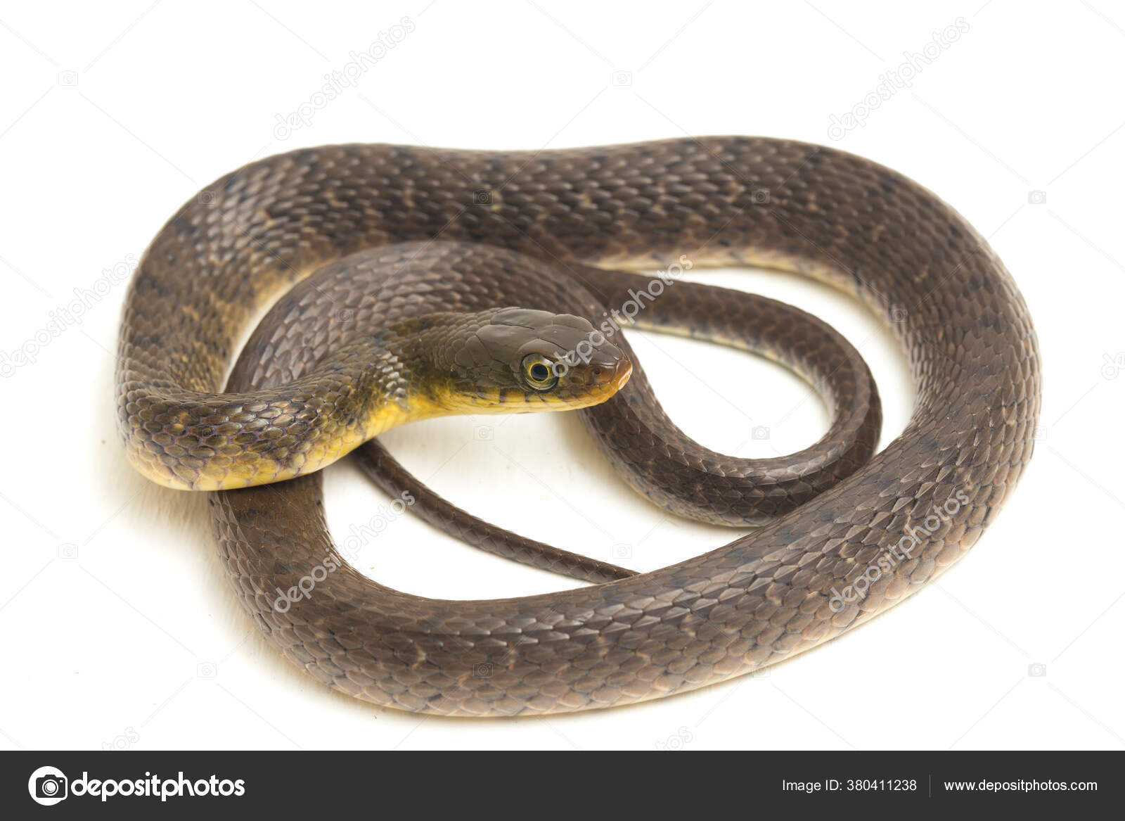 Water Snake Triangle Keelback Xenochrophis Trianguligerus Isolated ...