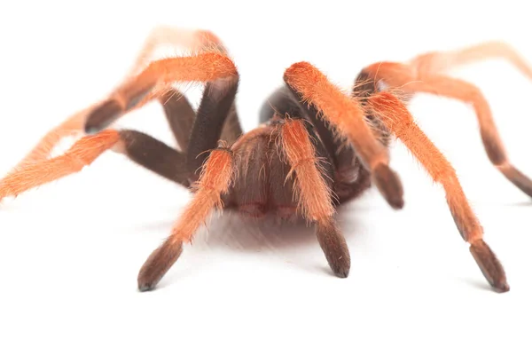 Mexican Fireleg Tarantula Brachypelma Boehmei Isolated White Background ...