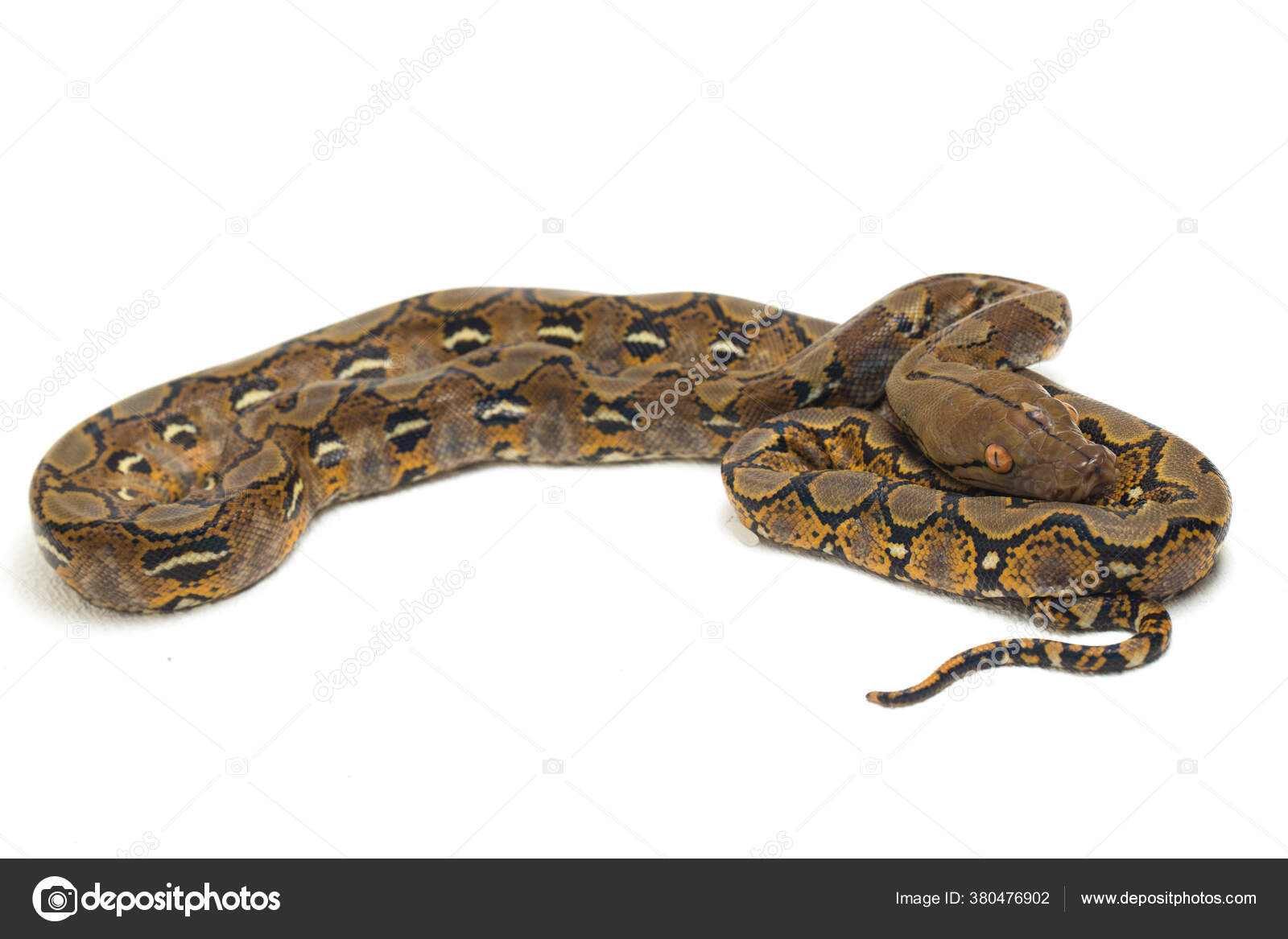 Reticulated Python Python Reticulatus Isolated White Background — Stock ...