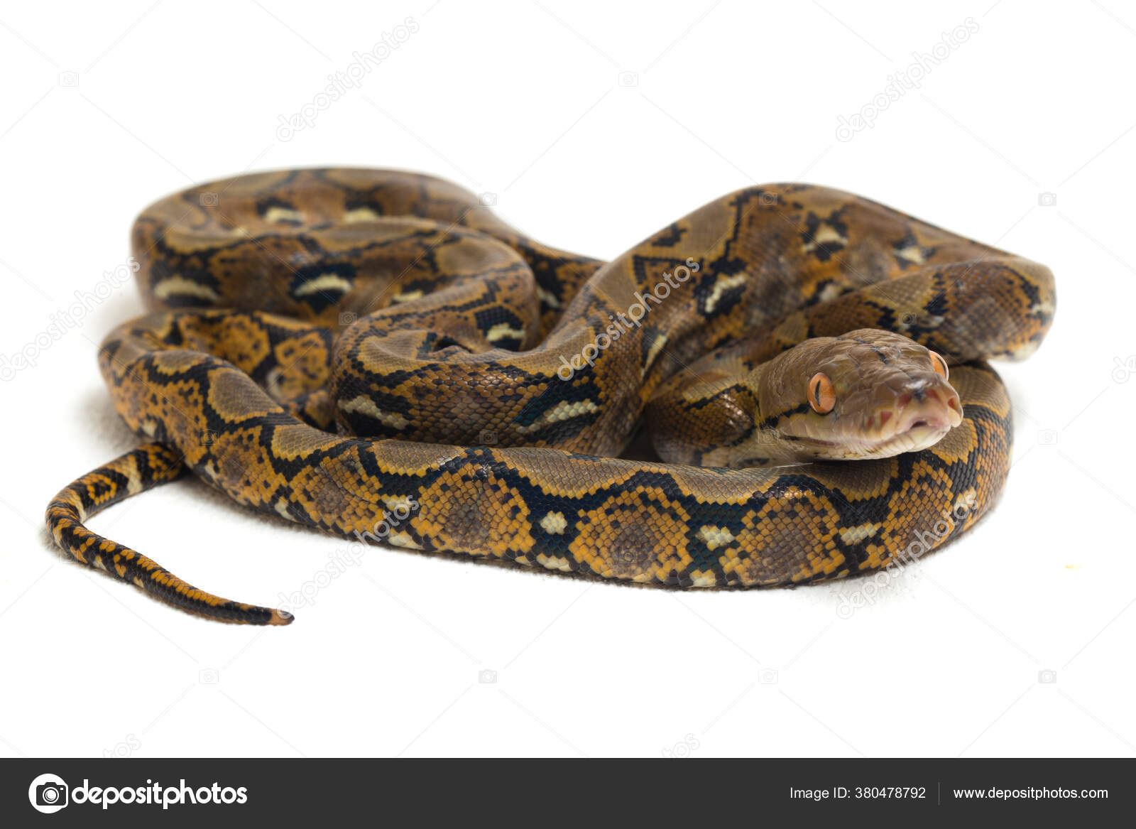 Reticulated Python Python Reticulatus Isolated White Background — Stock ...