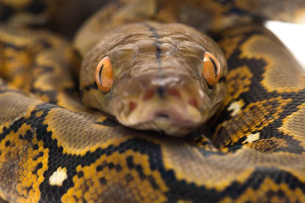 Baby Reticulated Python Python Reticulatus Bali Locality Indonesia ...