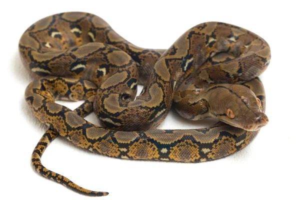 Reticulated Python Python Reticulatus Isolated White Background — Stock ...