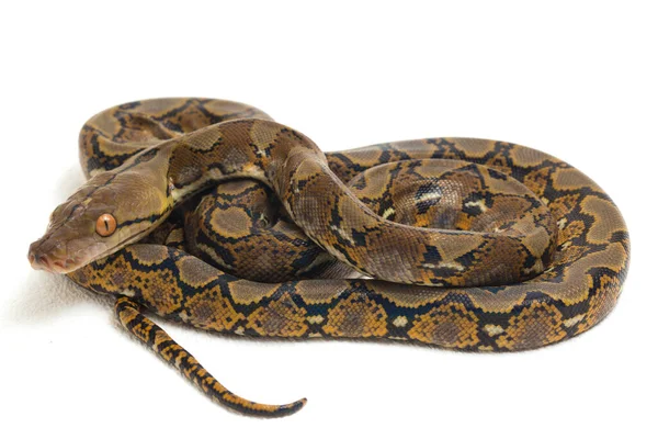 Reticulated Python Python Reticulatus Isolated White Background — Stock ...