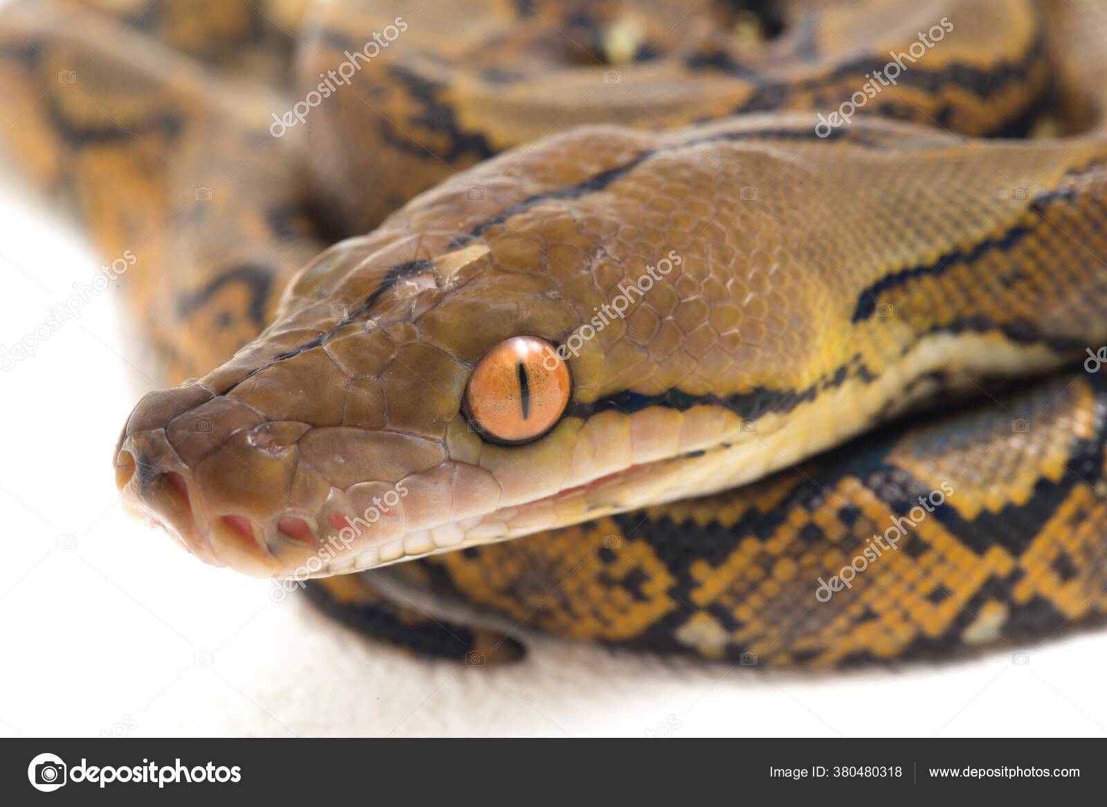 Reticulated Python Python Reticulatus Isolated White Background — Stock ...