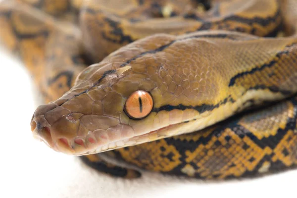 Baby Reticulated Python Python Reticulatus Bali Locality Indonesia ...