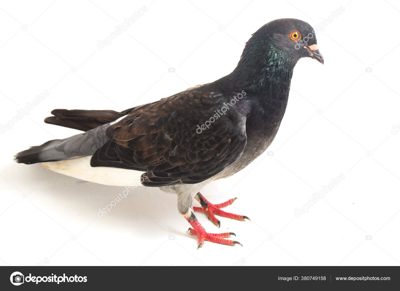 Burung Merpati Hitam