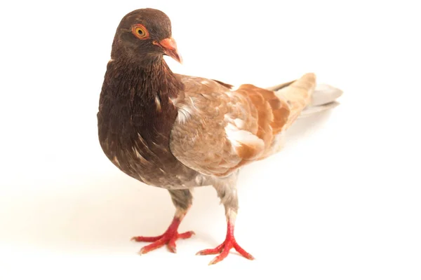 Bantam brown fotos de stock, imágenes de Bantam brown sin royalties ...