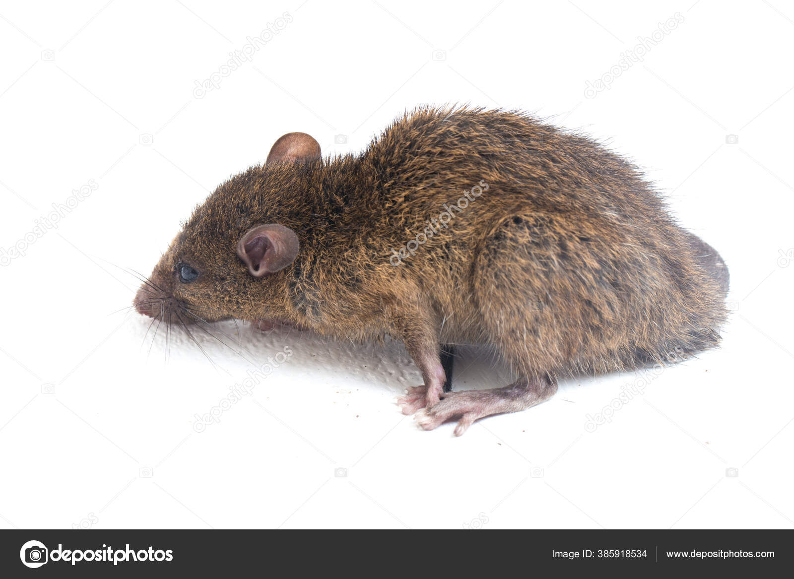 Brown Rat Rattus Rattus Isolated White Background Stock Photo by ...