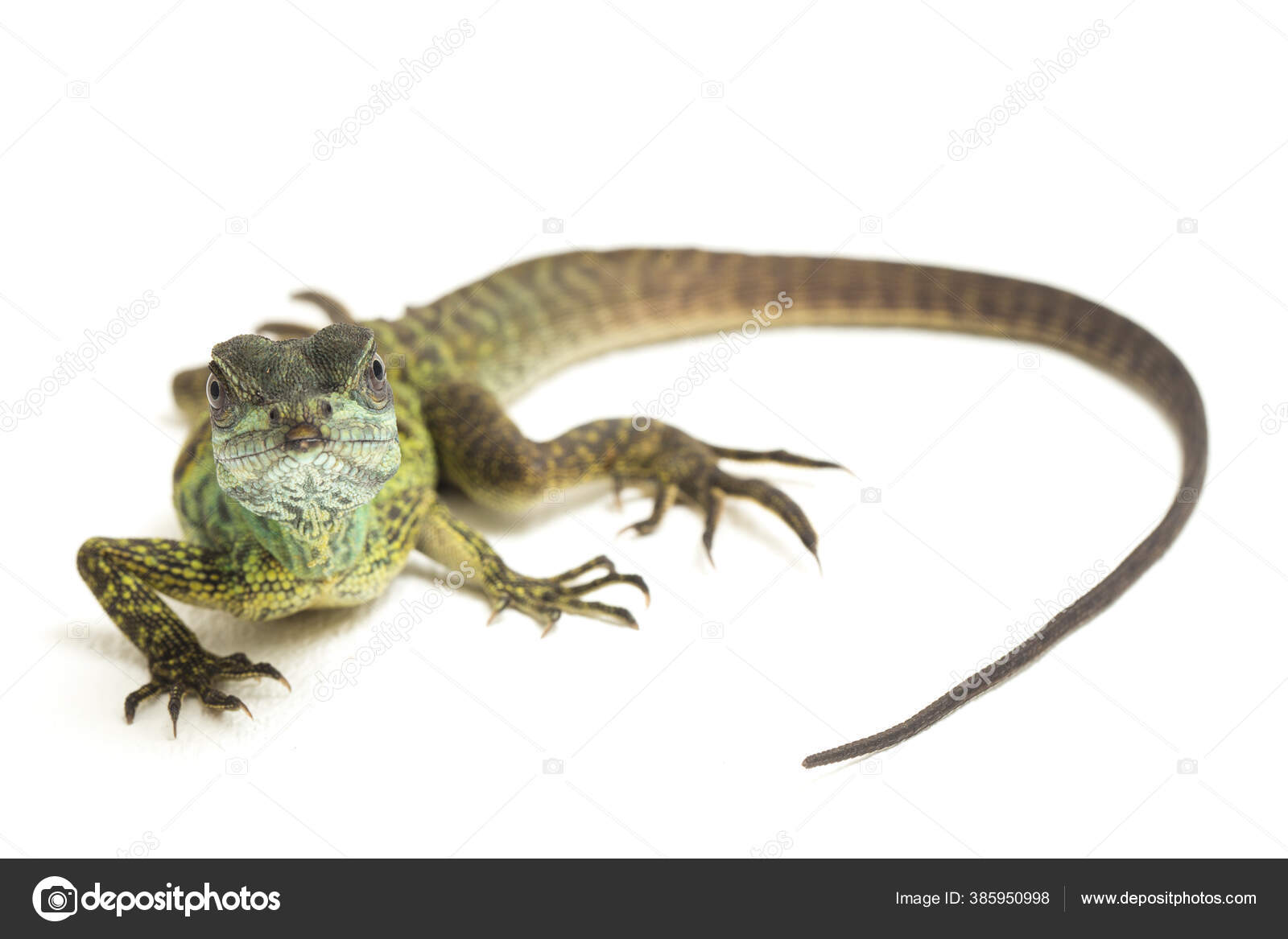 Baby Juvenile Sailfin Dragon Lizard Hydrosaurus Weberi Isolated White ...