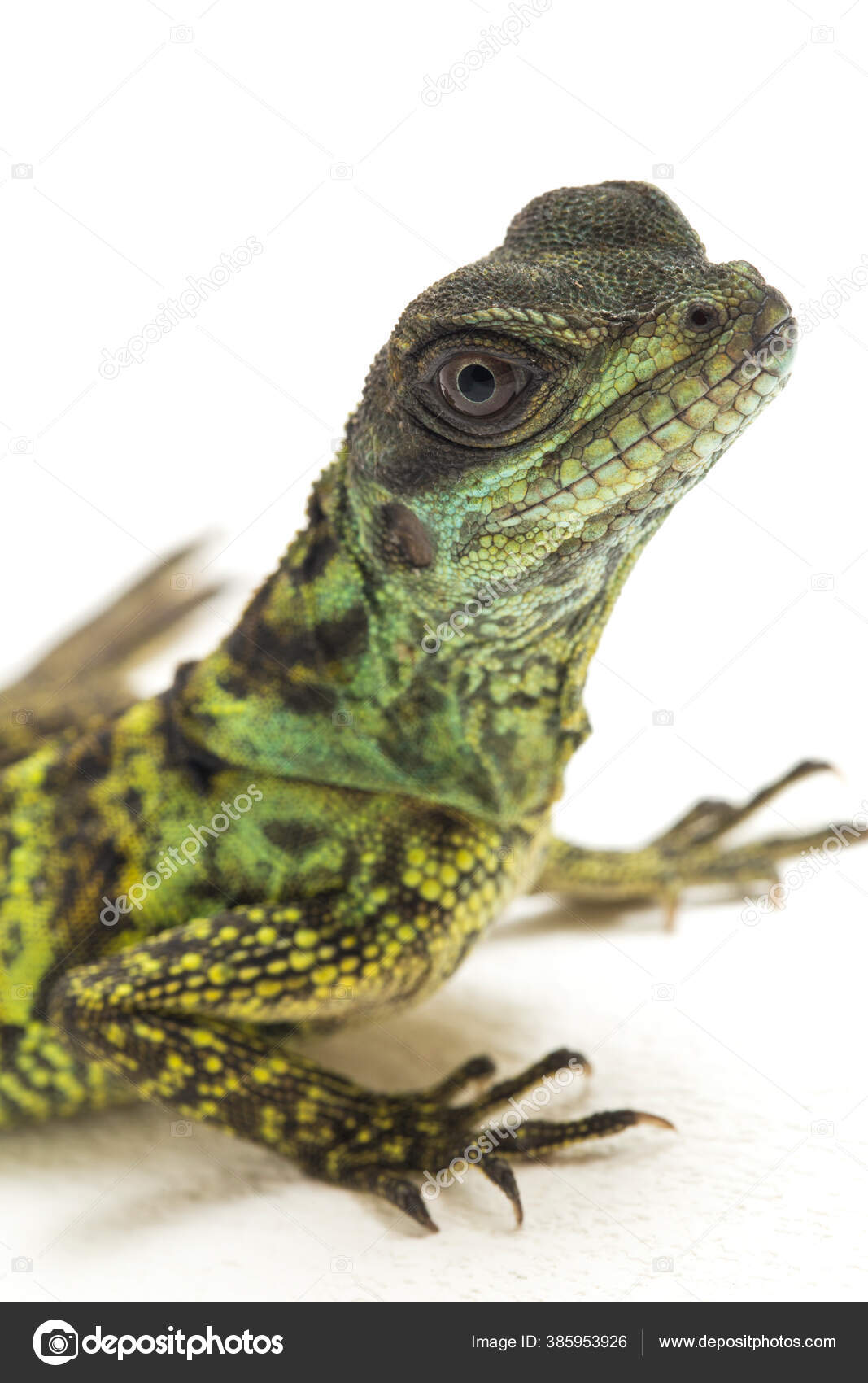Sailfin Dragon Baby