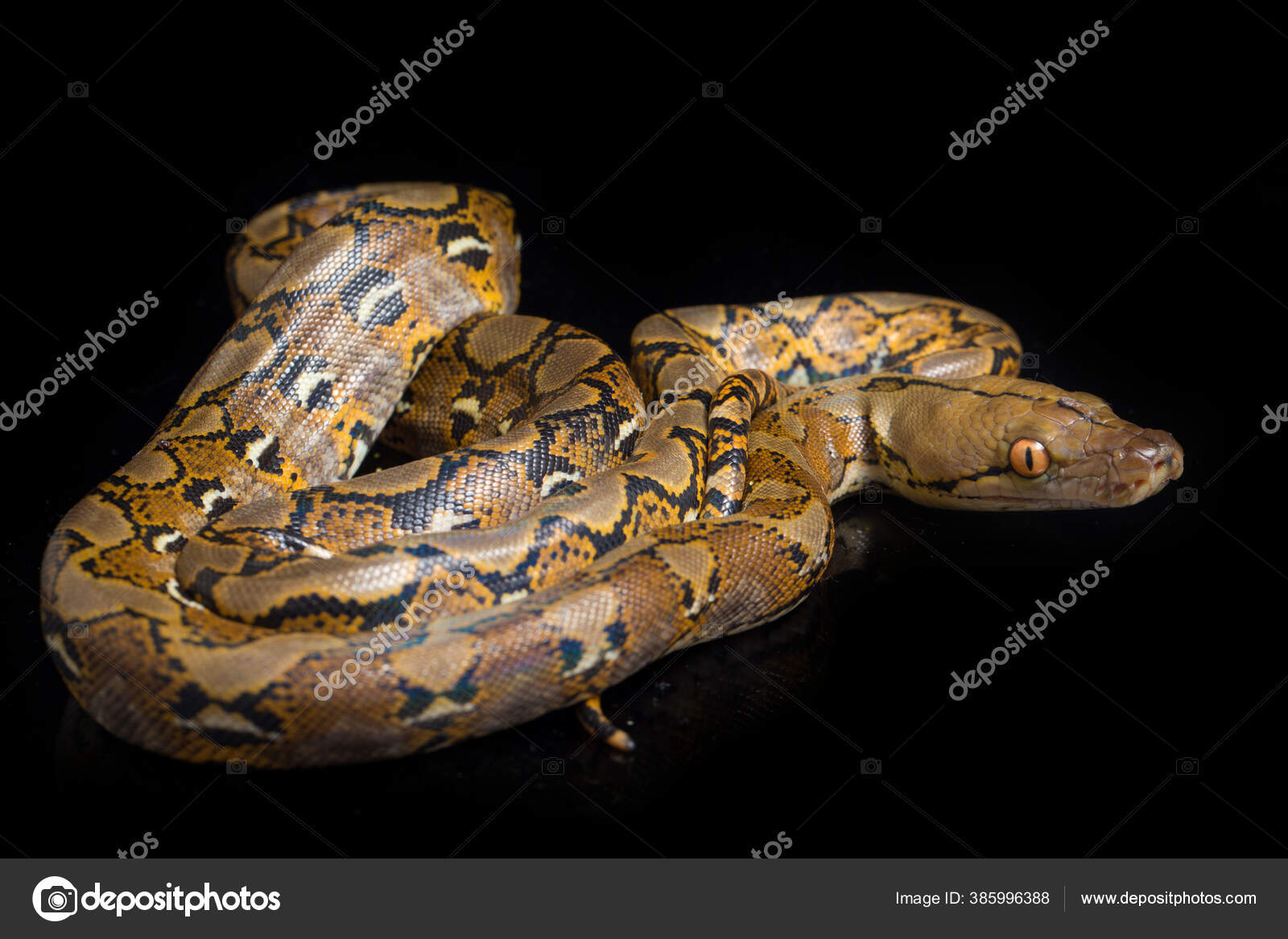 Reticulated Python Python Reticulatus Isolated Black Background — Stock ...
