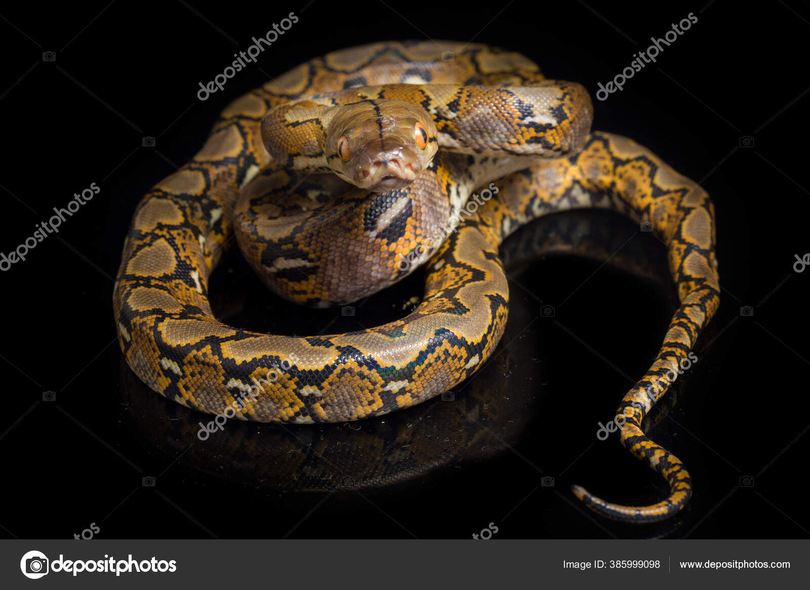 Python Reticulado Python Reticulatus Aislado Sobre Fondo Negro: fotografía de stock © dwiputra18 ...