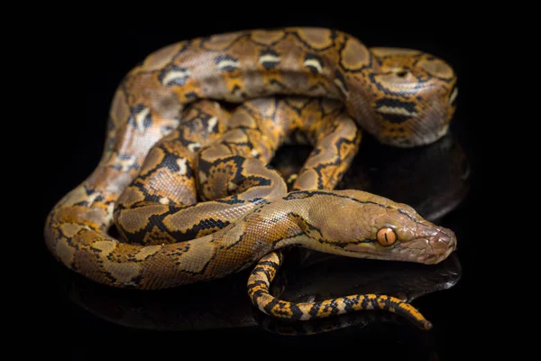 Reticulated python Stock Photos, Royalty Free Reticulated python Images ...