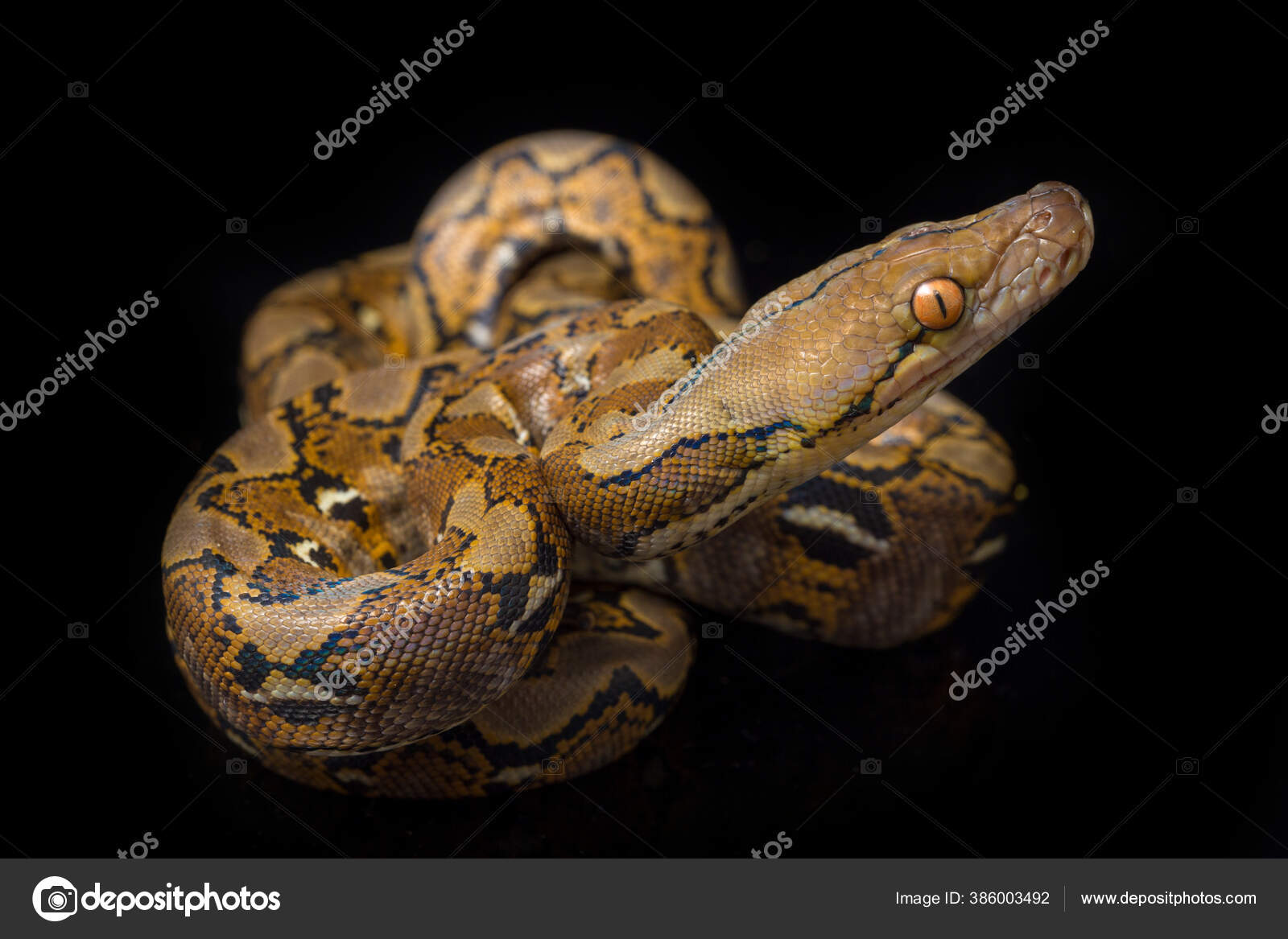 Reticulated Python Python Reticulatus Isolated Black Background — Stock ...