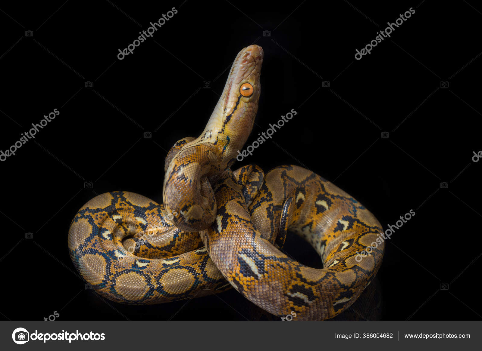 Reticulated Python Python Reticulatus Isolated Black Background — Stock ...
