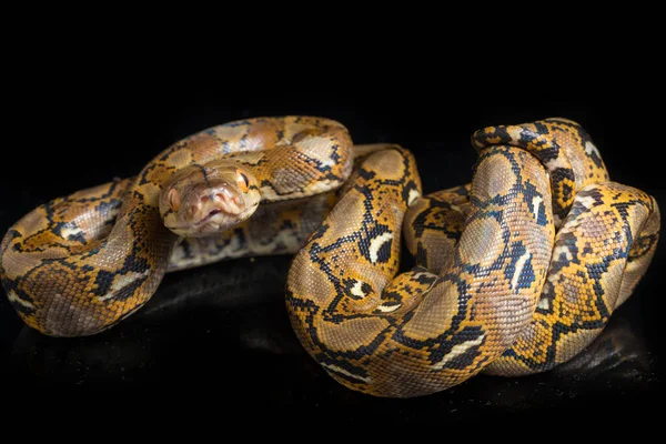 Reticulated Python Python Reticulatus Isolated Black Background Stock ...